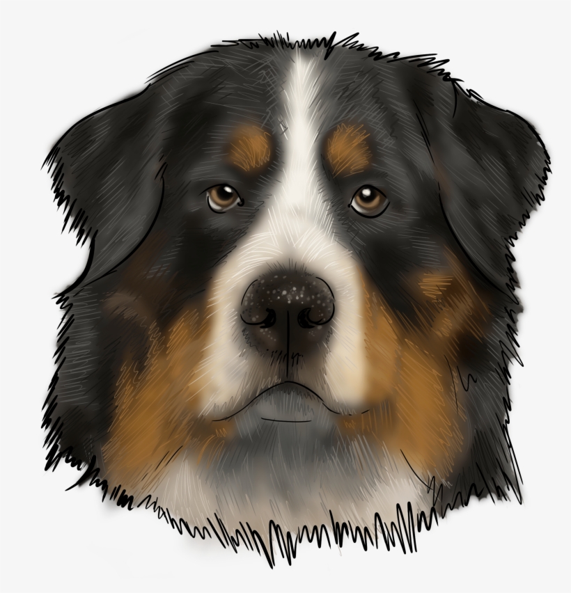 66 Why Are You A Bernese Mountain Dog - Bernese Mountain Dog PNG Image ...