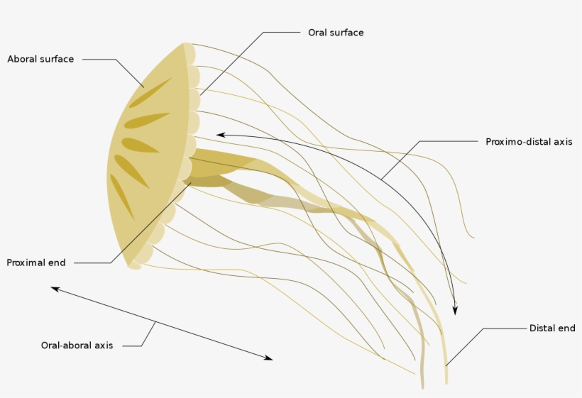 Open - Diagrams Of Jellyfish PNG Image | Transparent PNG Free Download ...