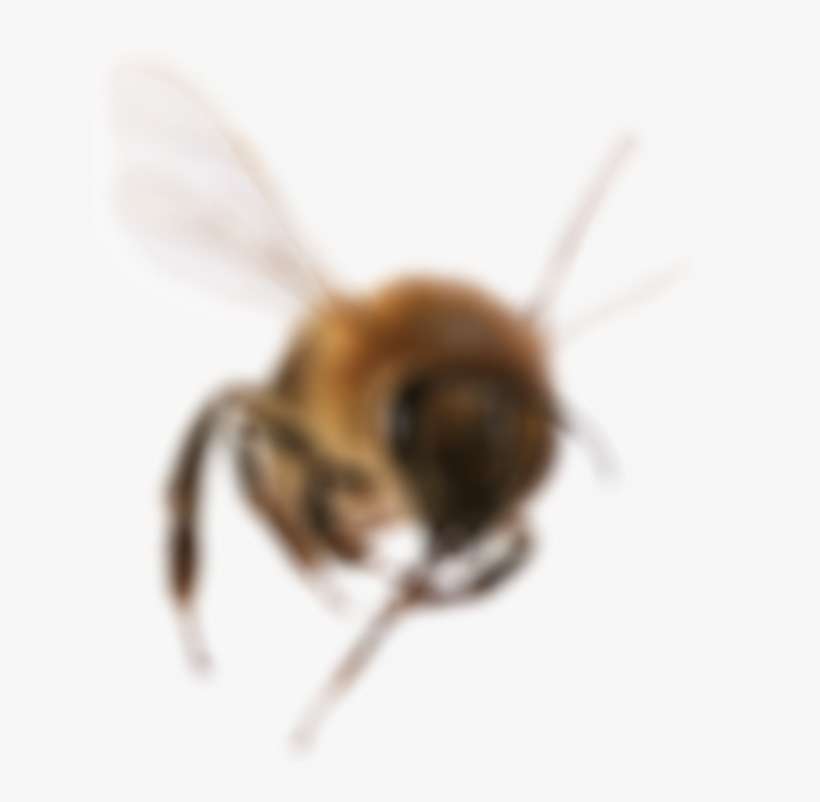 Bee PNG Image | Transparent PNG Free Download on SeekPNG