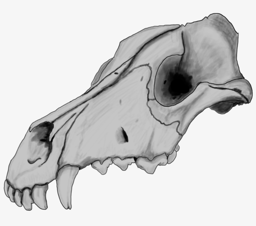 Anonymous Skull - Drawing PNG Image | Transparent PNG Free Download on ...