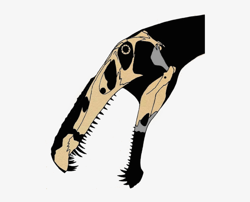 Irritator Skull PNG Image | Transparent PNG Free Download on SeekPNG