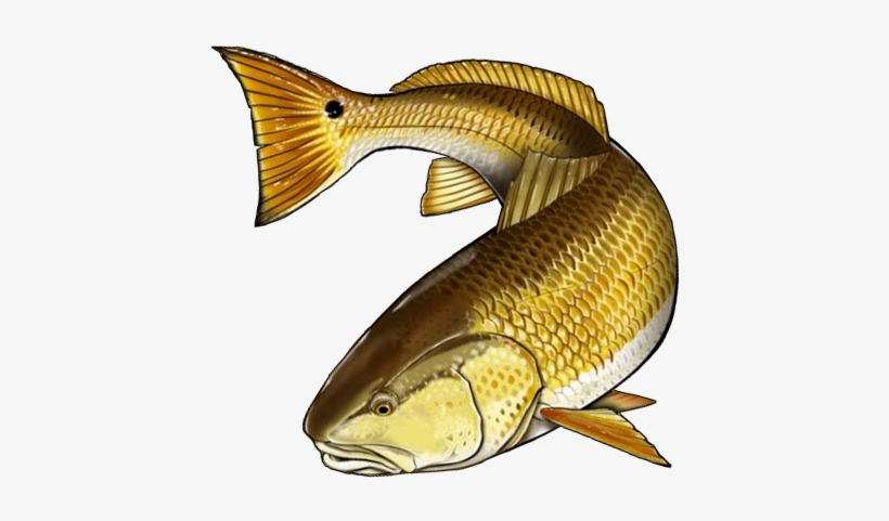 Redfish Skeleton Drawing