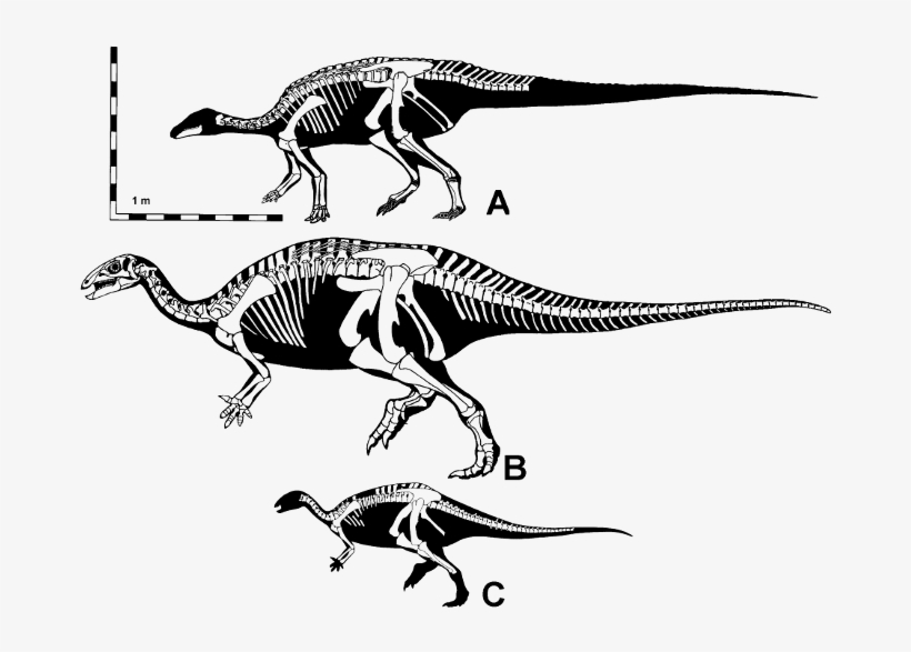 Camptosaurus Uteodon Skelet M - Camptosaurus Gregory Paul PNG Image ...