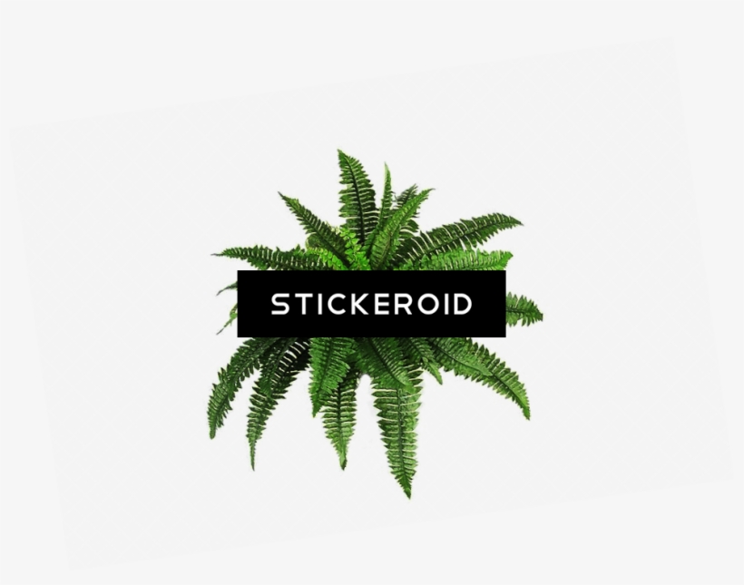 Plants Bush - Green Plant Overlay PNG Image | Transparent PNG Free ...