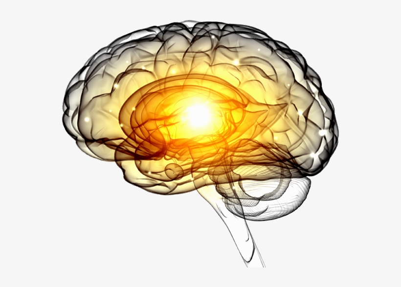 Download Brain - Brain White Background | Transparent PNG Download ...