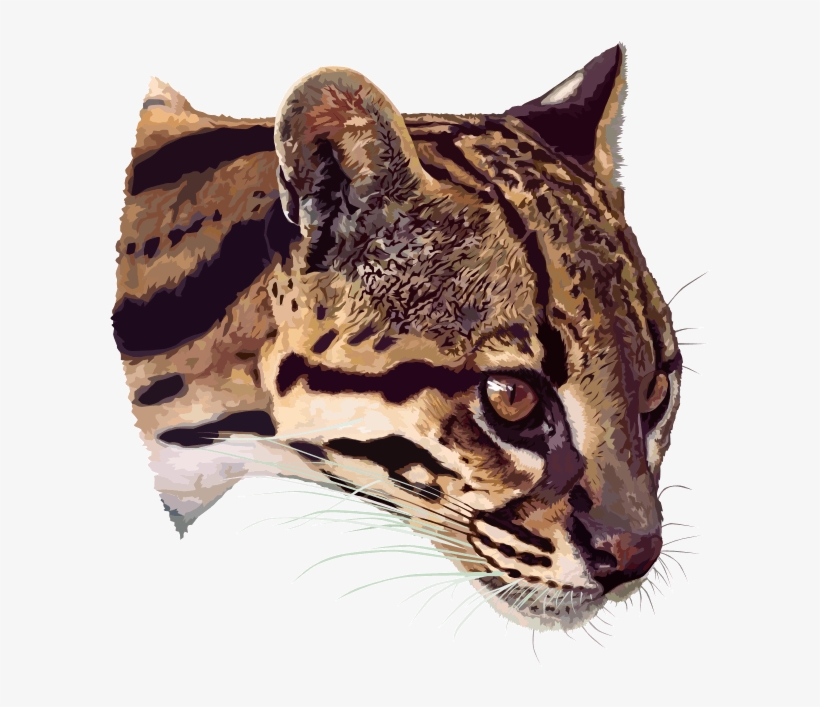 How Is Created Picture Of Ocelot - Transparent Ocelot PNG Image ...