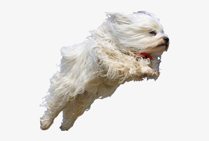 Download Cutout - Dog Jumping No Background | Transparent PNG Download ...