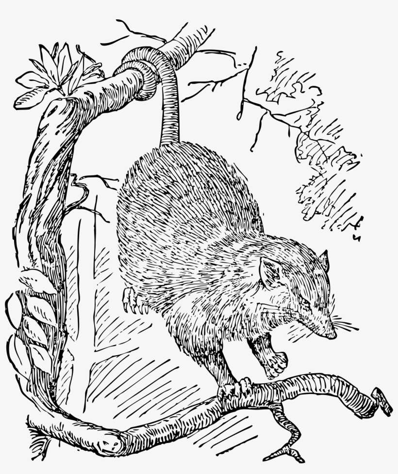 Opossum Png PNG Image | Transparent PNG Free Download on SeekPNG