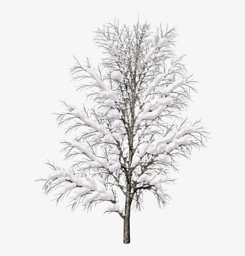Snow Tree Png
