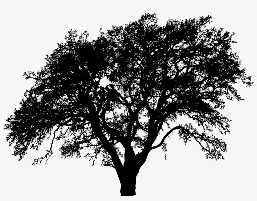 One More Tree Silhouette - Silhouette Of Live Oak Tree PNG Image ...