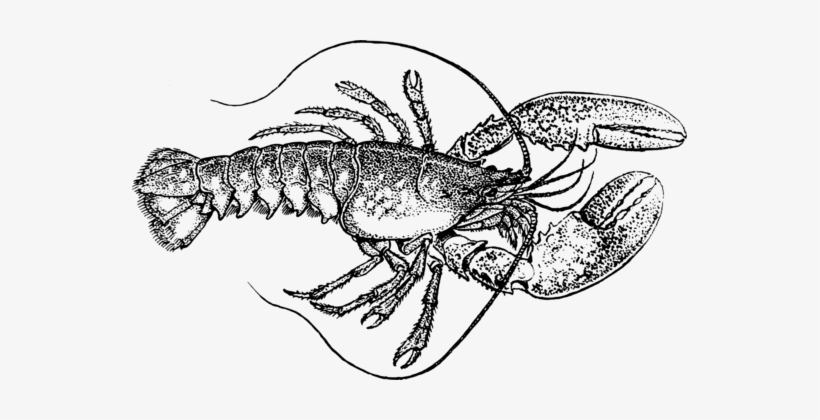 American Lobster Drawing Seafood Watercolor Painting - Lobster ...