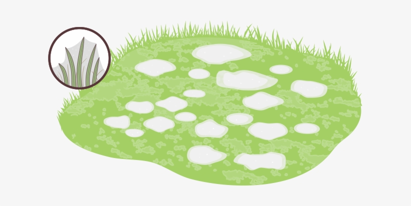 Of Time And Causes Uneven, Circular Patches Of Dead - Circle PNG Image ...