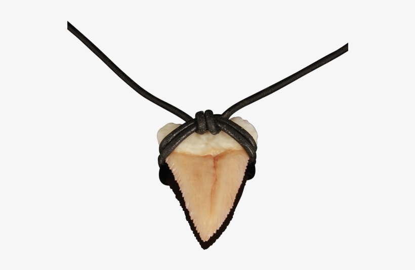 2 Zirconia Shark Teeth - Home PNG Image | Transparent PNG Free Download ...