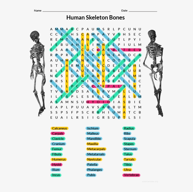 Download Links - - Human Skeleton Bones Word Search PNG Image ...