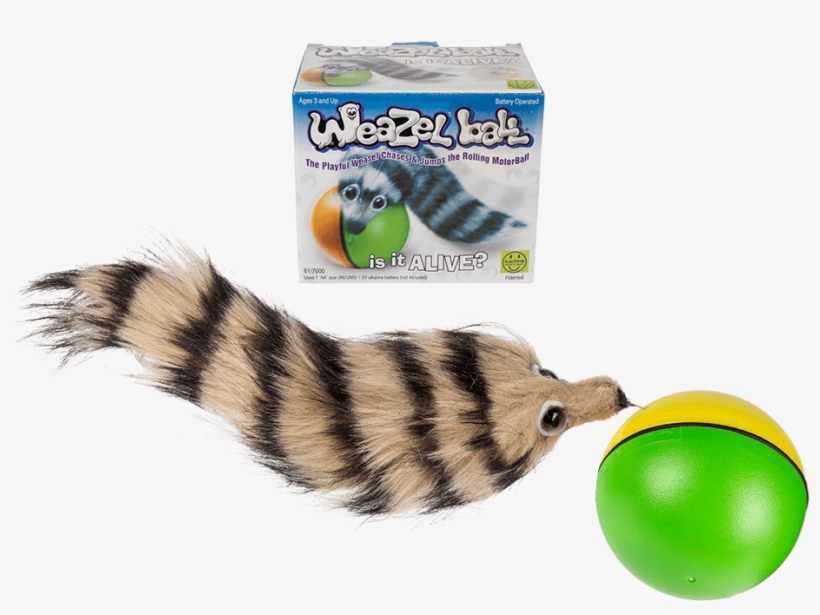 Animal Chase Ball Weasel Ball PNG Image | Transparent PNG Free Download ...
