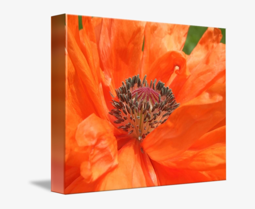 Icelandic Poppy By Kristen Fox - Orange Poppy Wall Clock PNG Image ...