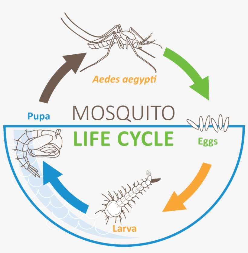 Mosquito Life Cycle Clipart