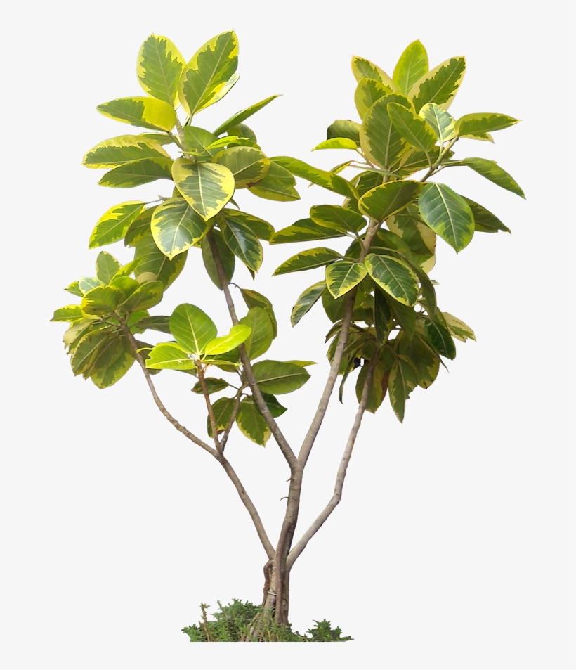 Download High Resolution Trees Png | Transparent PNG Download | SeekPNG