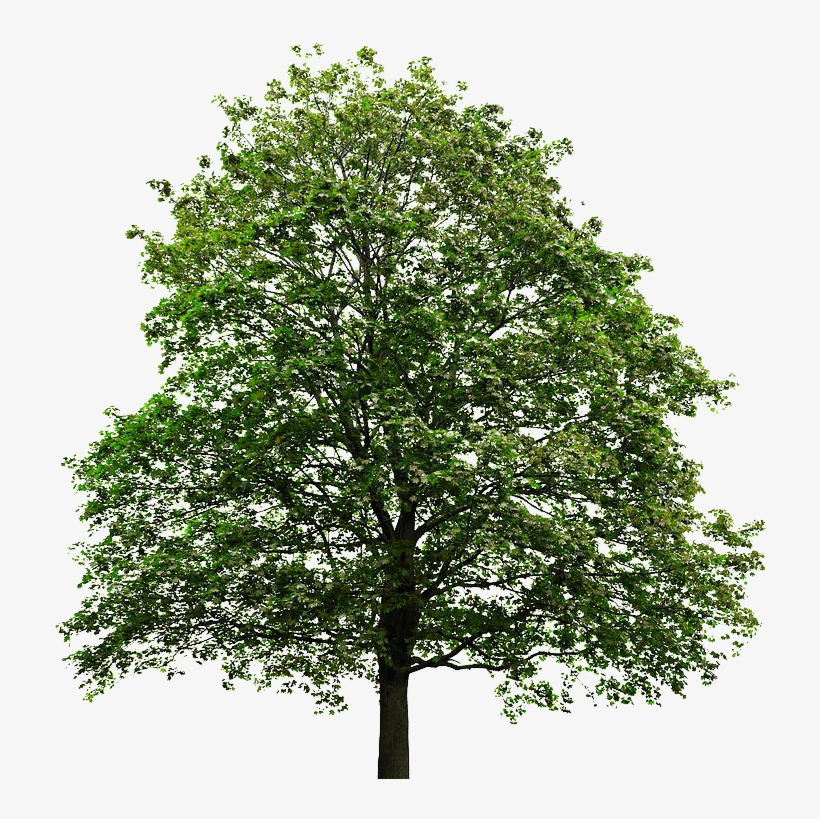 Download Maple Tree Transparent Background - Tree With No Background ...