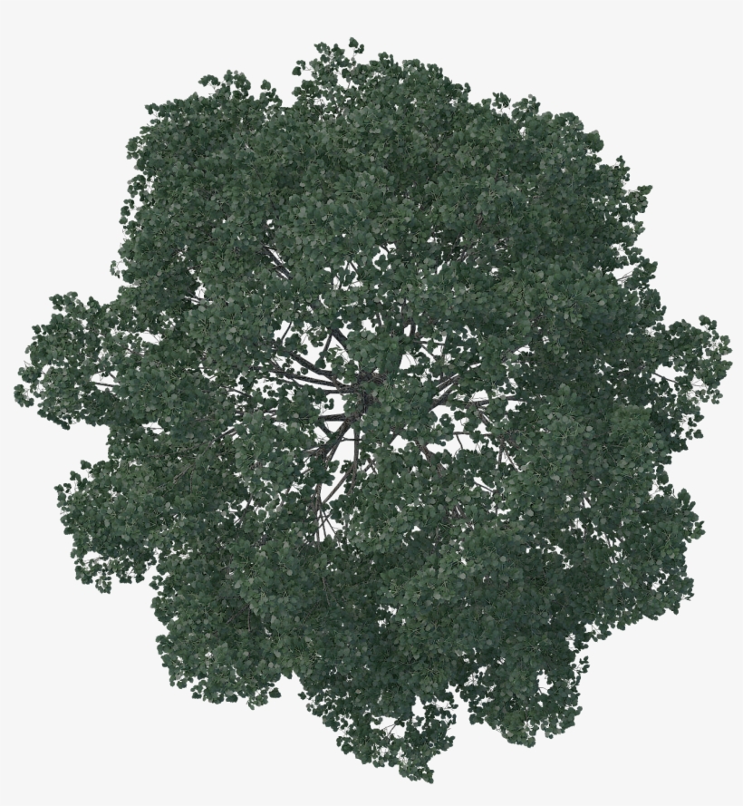 Download Pin By Diamond Cappy On Rendering Tree Plan View Png ...
