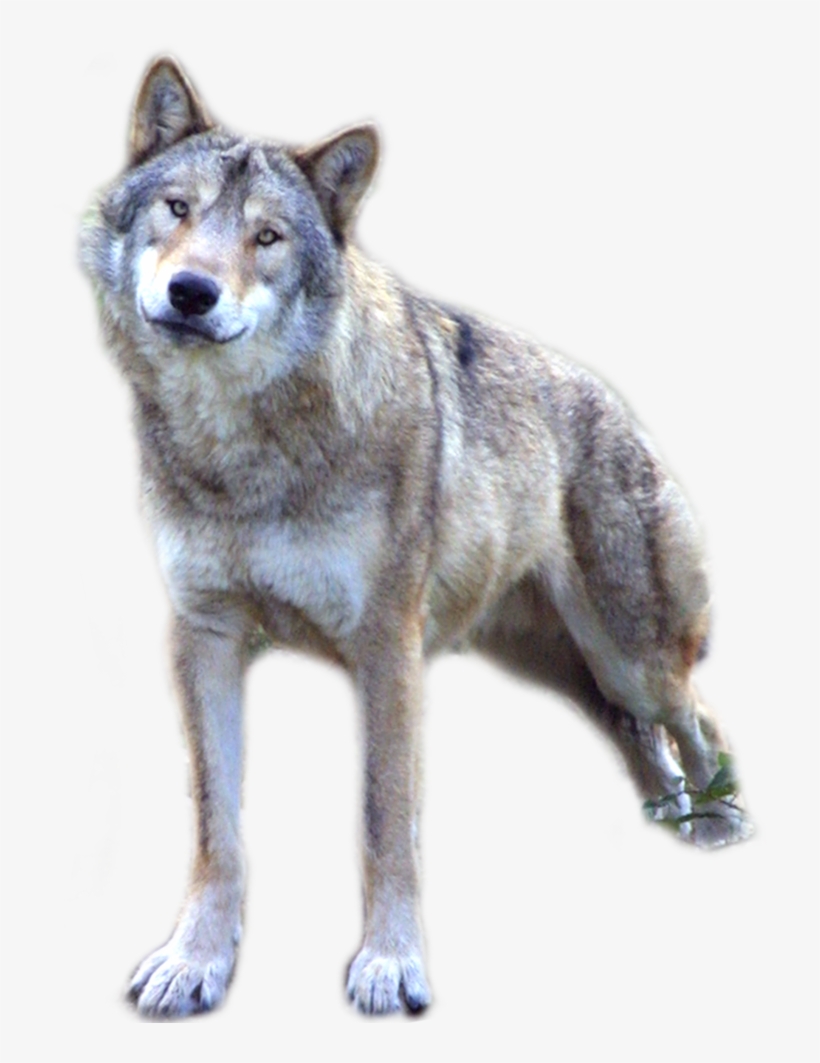 Gray Wolf Transparent Background PNG Image | Transparent PNG Free ...