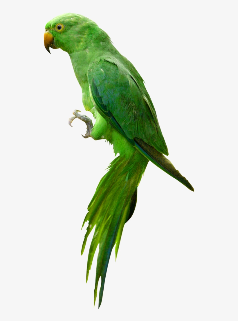 Indian Parrot Png Image1 - Parrot Png PNG Image | Transparent PNG Free ...