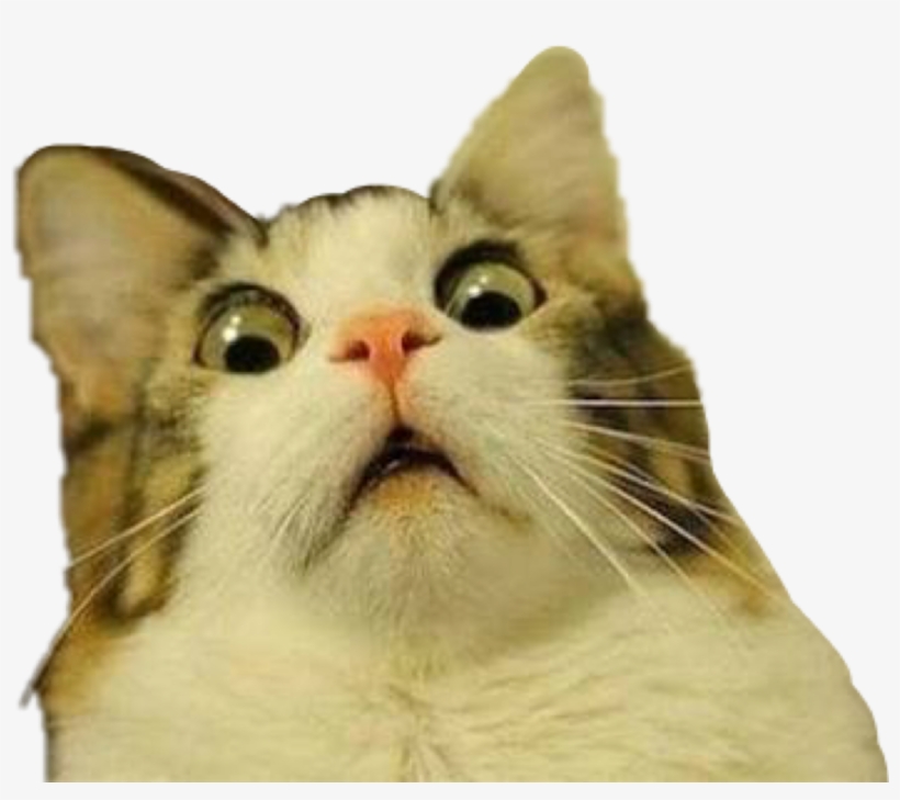 Download Cat Meme Png - Retractable Badge Reel - Cat Id Badge - Badge ...