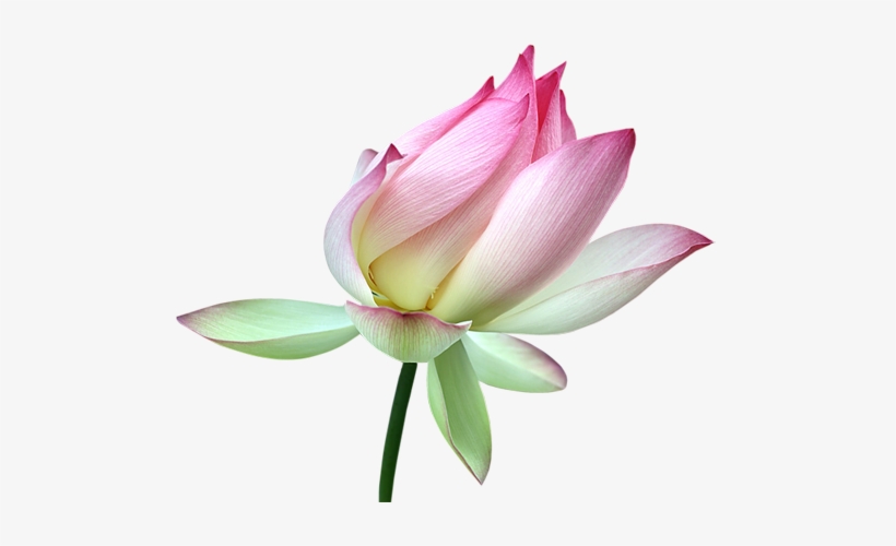 Lotus Png Transparent Image - Lotus Png Transparent PNG Image ...
