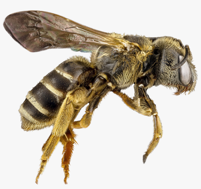 Download Bee Png Transparent Image - Transparent Honey Bee Png ...