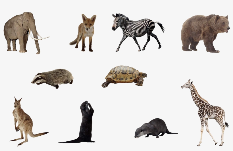 Animals Png Set By Mossi889-d4uye4q - Animals Png PNG Image ...