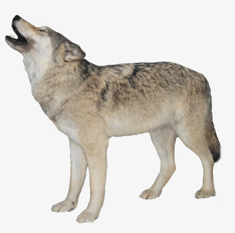 Wolf Png Images Transparent Free Download - Wolf Transparent Background ...