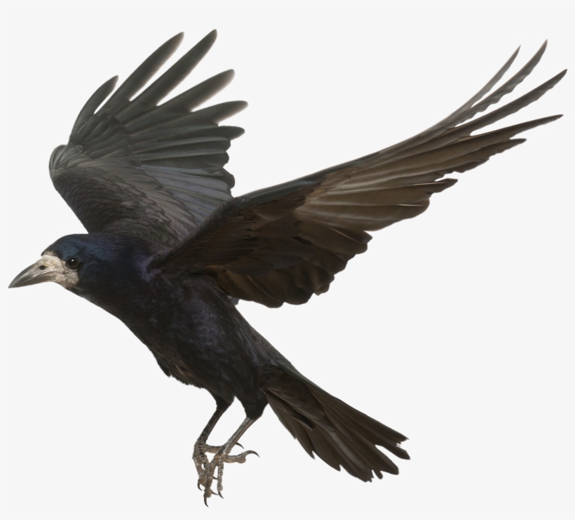 Flying Raven Png - Golden Evening [book] PNG Image | Transparent PNG ...