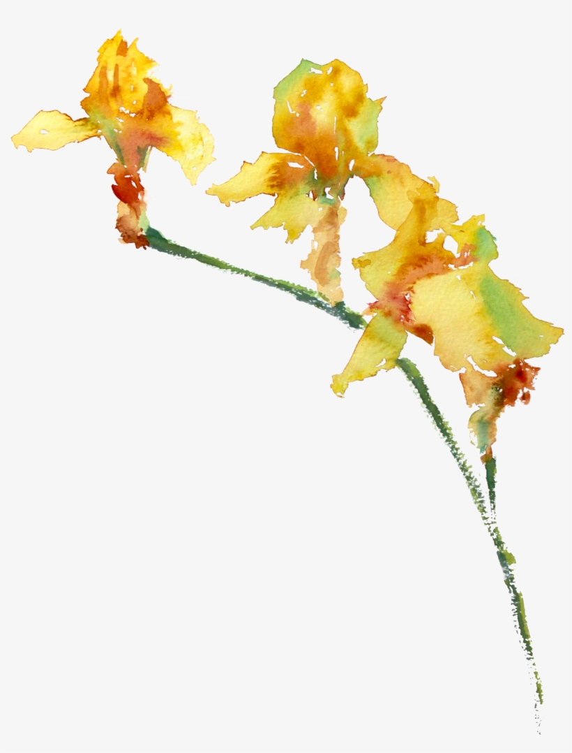 Download Watercolour Painting Of Three Yellow Irises - Artificial ...