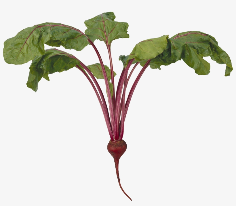 Beet Png - Beets Transparent Background PNG Image | Transparent PNG ...