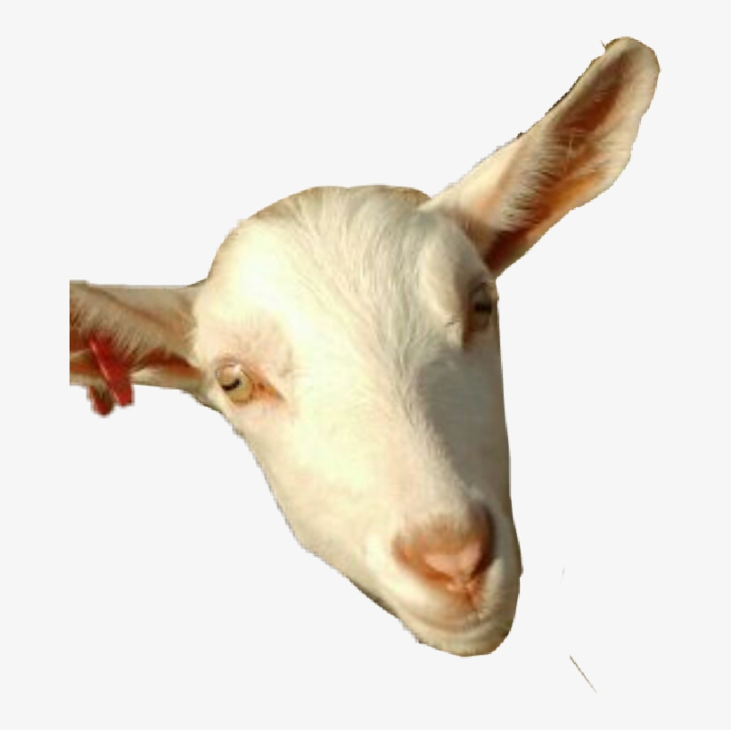 Cabra Oveja Animal Zoológico Cabeza Meeeeeeeeeeeeeeee PNG Image ...