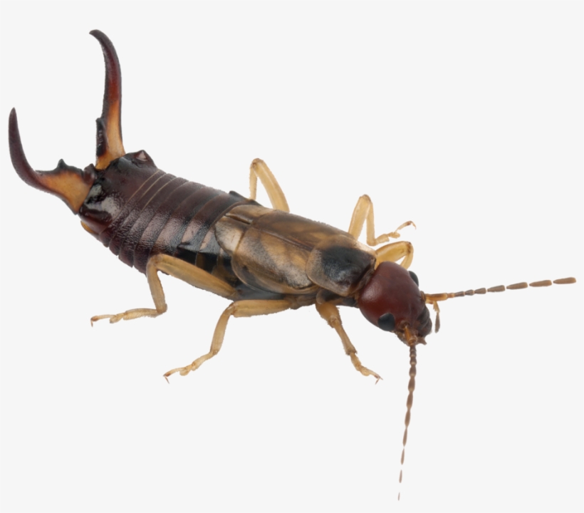 Ewwww - Cucaracha Con Tenazas PNG Image | Transparent PNG Free Download ...