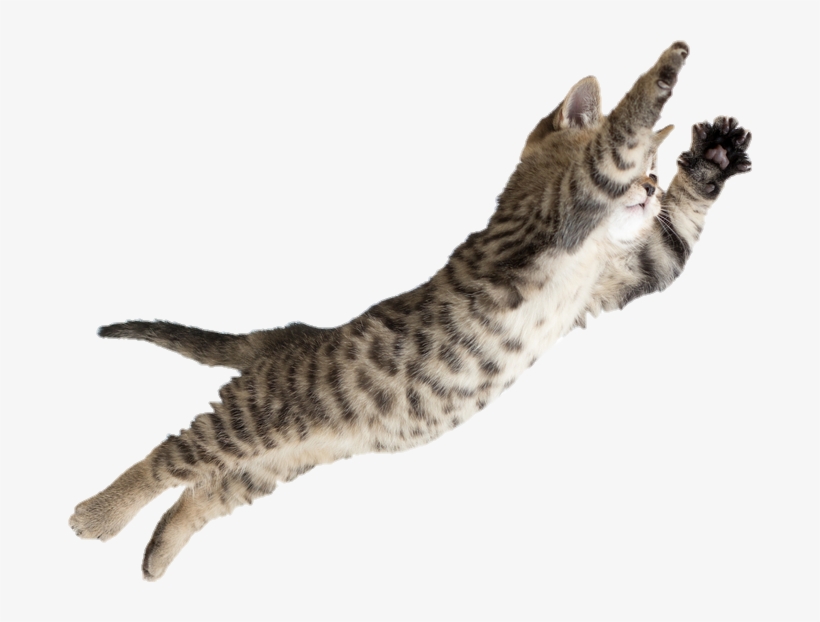 Jumping Kitten PNG Image | Transparent PNG Free Download on SeekPNG