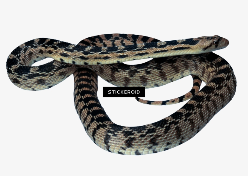 Black Snake - Photograph PNG Image | Transparent PNG Free Download on ...