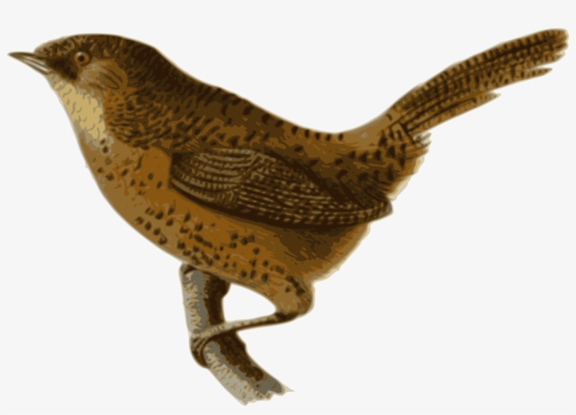 House Wren Bird Computer Icons Bewick's Wren - House Wren On ...