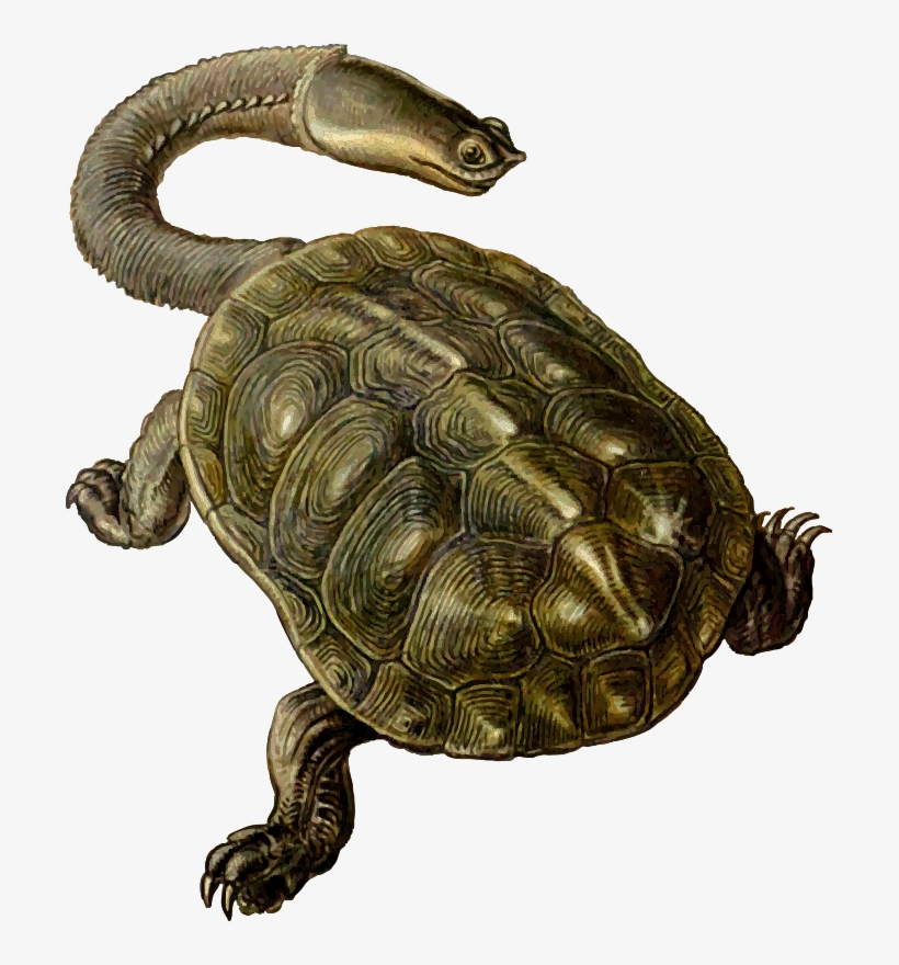 Prehistoric Tortoise - Long Neck Turtle Clipart PNG Image | Transparent ...