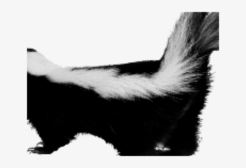 Skunk Png Transparent Images - Skunk PNG Image | Transparent PNG Free ...