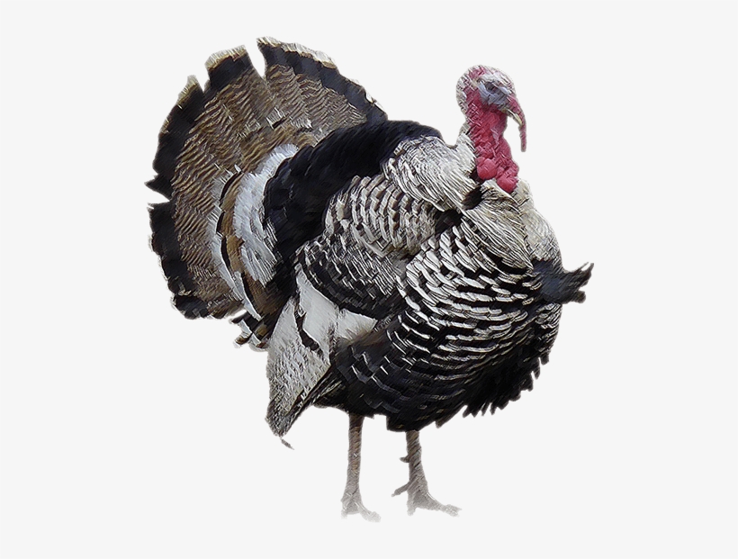 Download Turkey Bird Png Image With Transparent Background - Turkey ...
