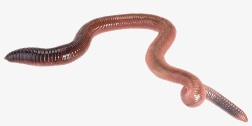 Download Download - Realistic Worm No Background | Transparent PNG ...