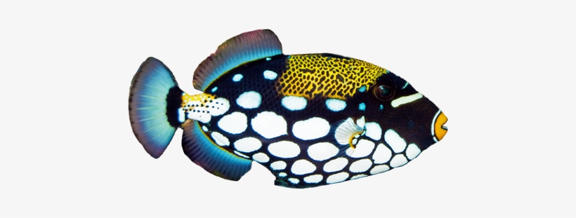 Clown Triggerfish - Clown Trigger Png PNG Image | Transparent PNG Free ...