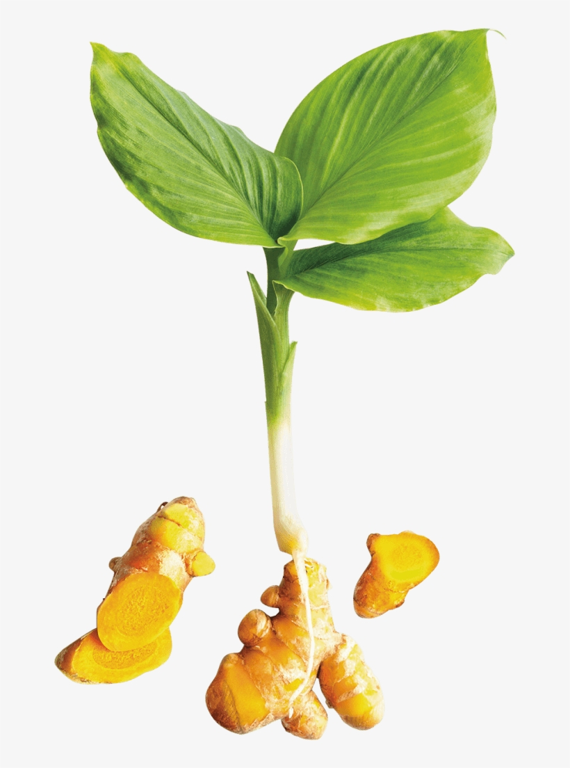 Turmeric Plant Png PNG Image | Transparent PNG Free Download on SeekPNG