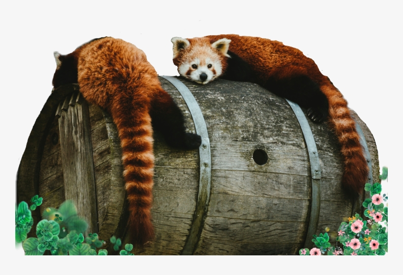 Red Panda PNG Image | Transparent PNG Free Download on SeekPNG