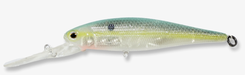 Natural Shad - Minnow PNG Image | Transparent PNG Free Download on SeekPNG