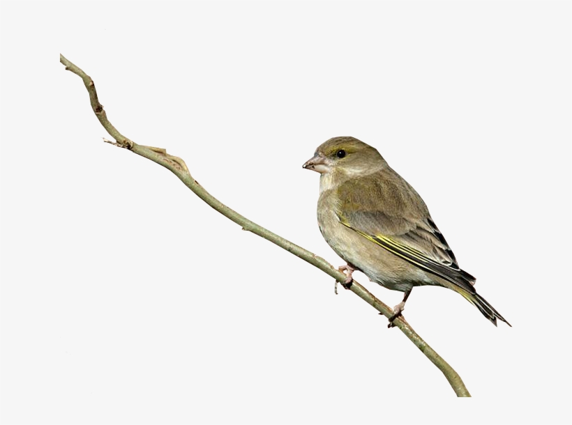 Bird With No Background PNG Image | Transparent PNG Free Download on ...