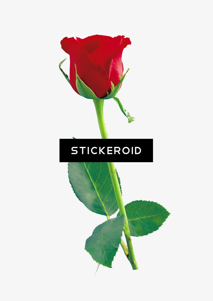 Single Red Rose Flowers - Rose Icon Png Transparent PNG Image ...