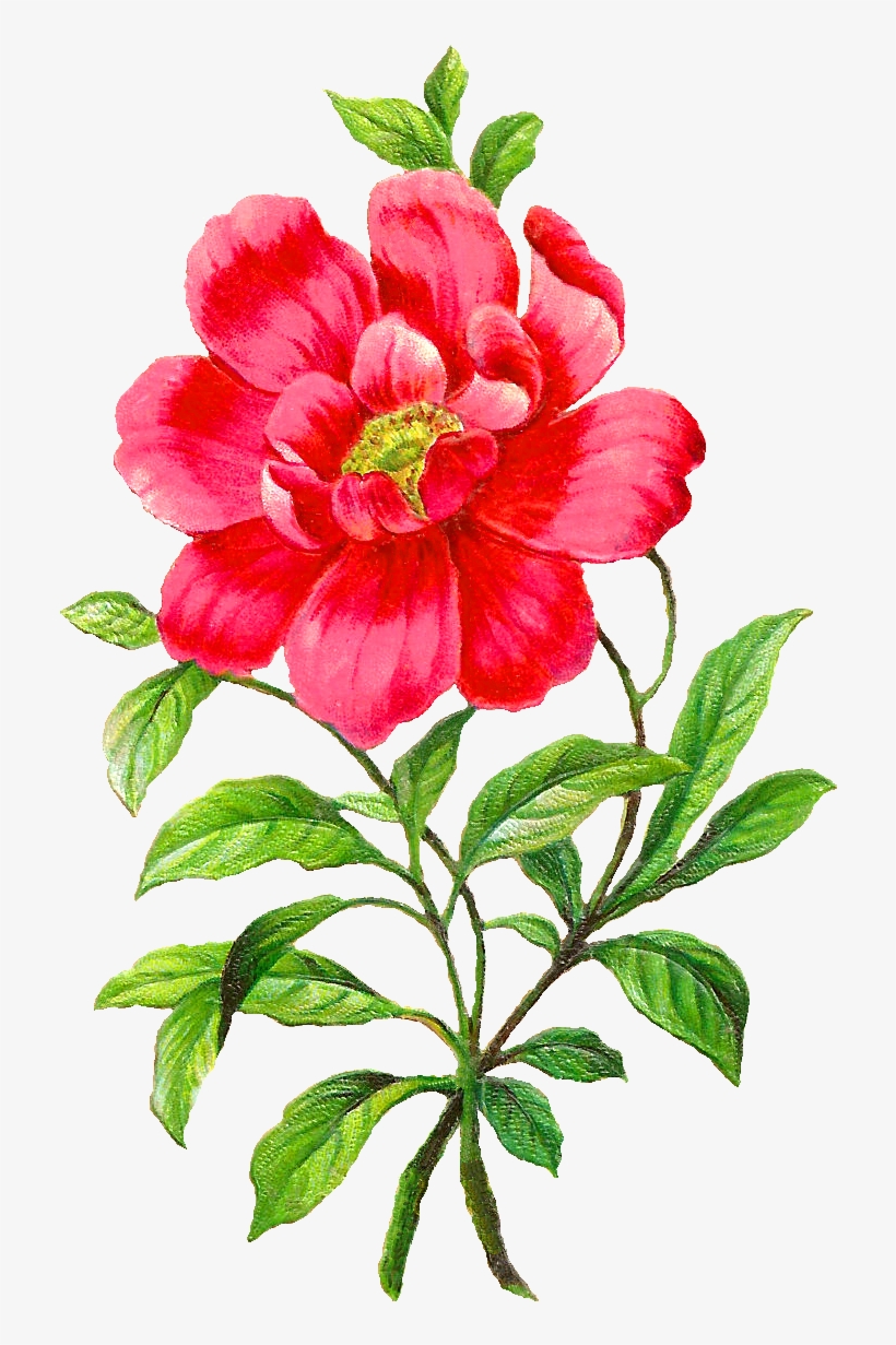 Digital Camellia Clip Art Graphics Flowers And - Botanical Flower Png ...